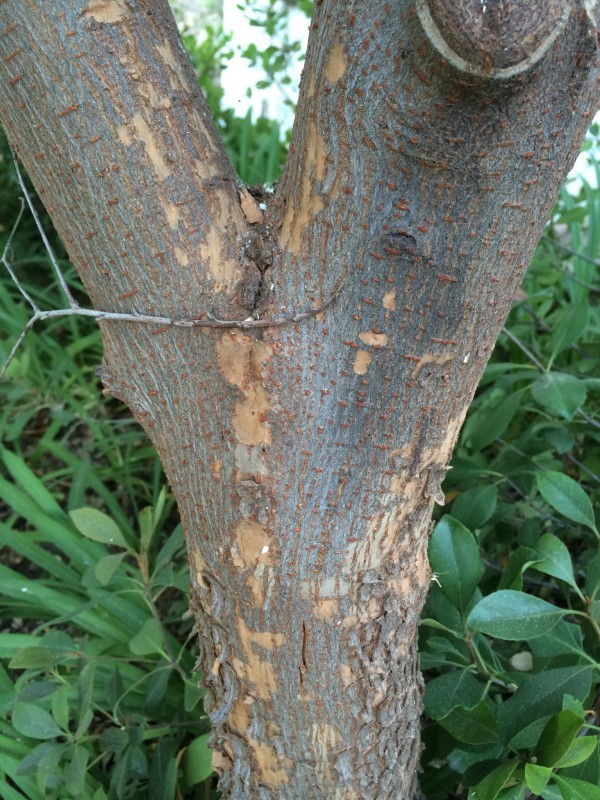 Help with tree identification | Arborist, Chainsaw & Tree Work Forum