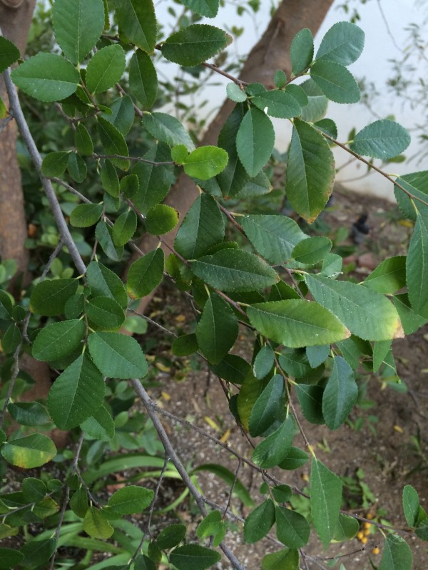 Help with tree identification | Arborist, Chainsaw & Tree Work Forum